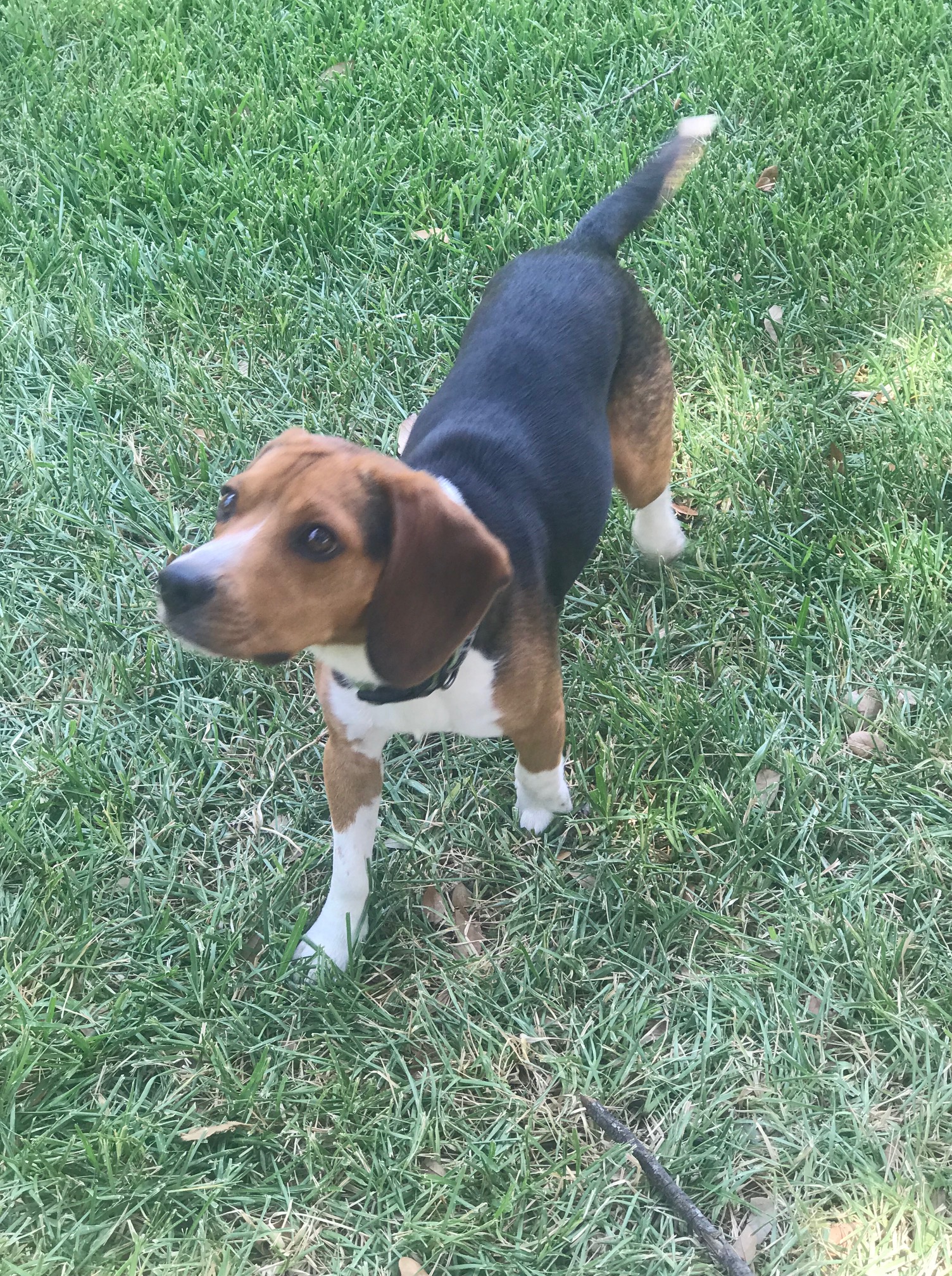 Meet Mason! - Dog Gone Mold